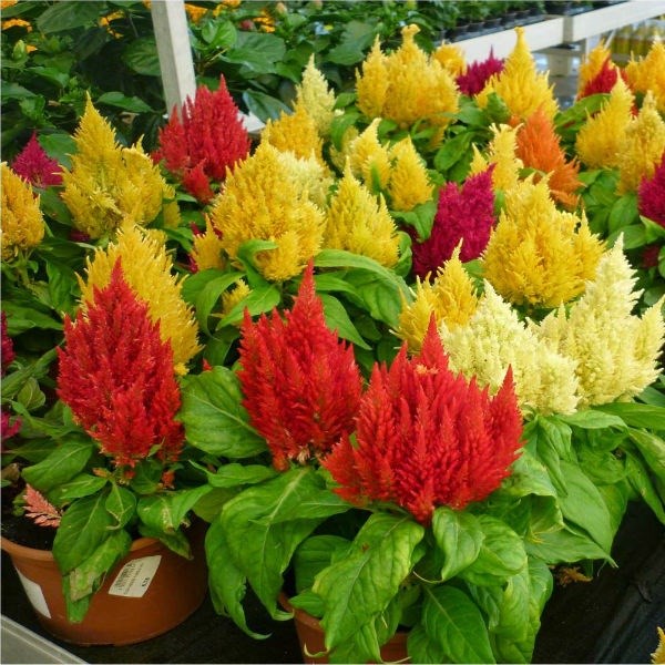 Ý Nghĩa Về Loài Hoa Mào Gà » Trangtintuc.net